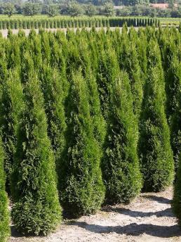 Туя купить в Москве из питомника - Цены на саженцы туй в Садовом Центре ...